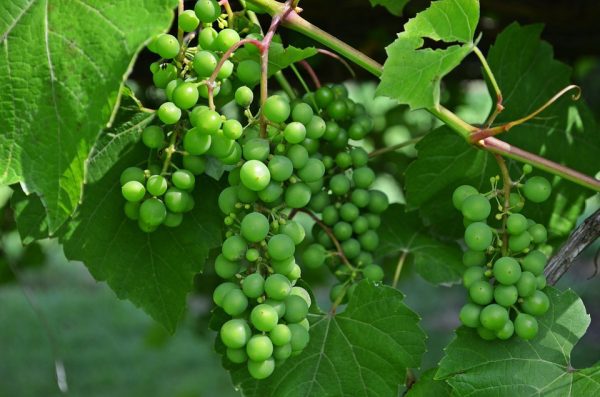 The life cycle of a grapevine in 9 Steps | My Winedays - Wine Tours in ...