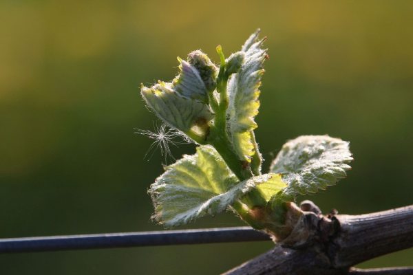 The life cycle of a grapevine in 9 Steps | My Winedays - Wine Tours in ...