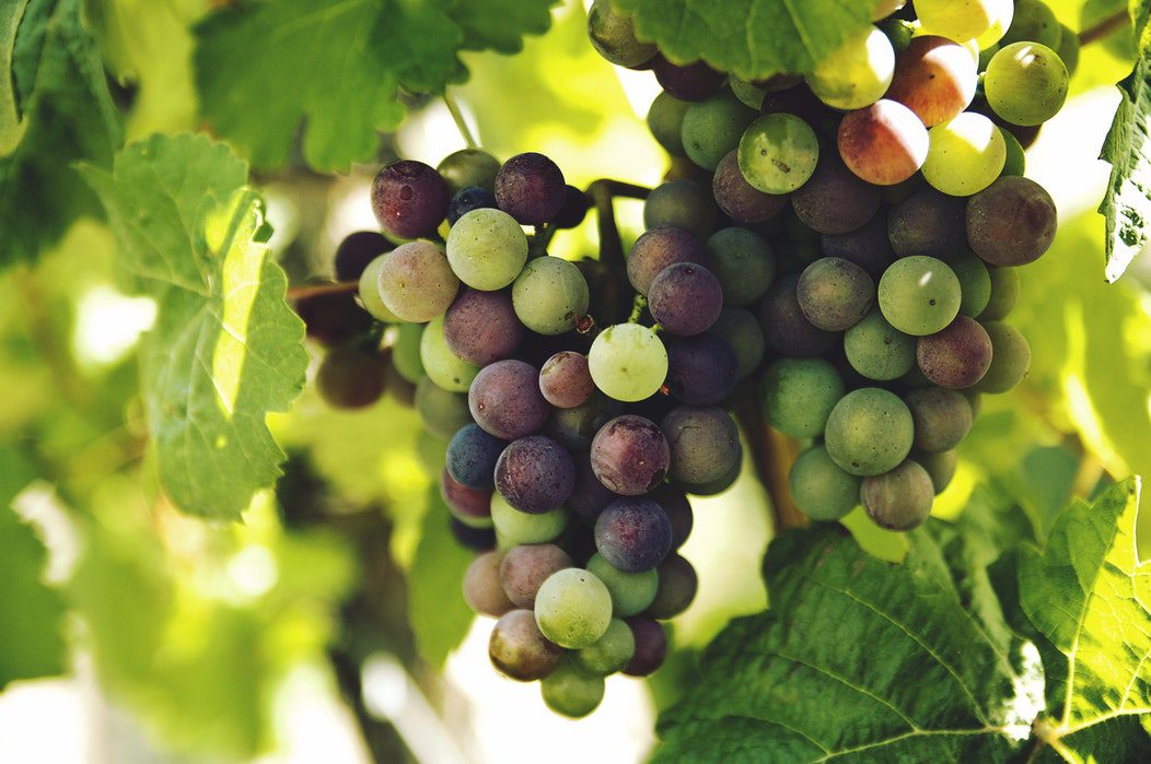 The life cycle of a grapevine in 9 Steps | My Winedays - Wine Tours in ...